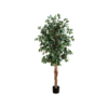 5' Ficus Tree - Event Décor And Prop Rental